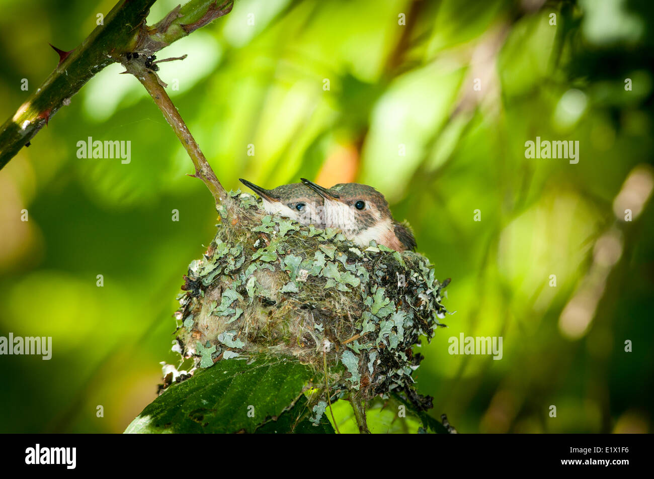 Humming birds hi-res stock photography and images - Alamy