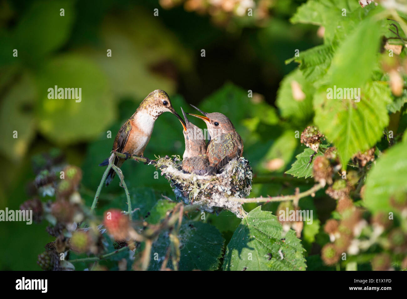 British fledgling birds hi-res stock photography and images - Alamy