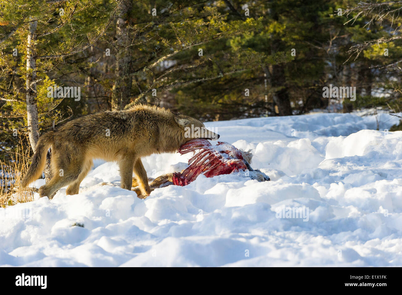 Gray wolf feeding hi-res stock photography and images - Alamy