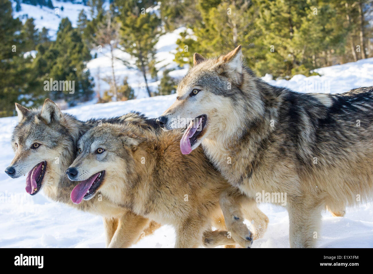 Grey Wolf Timber Wolf (Canis lupus), Bozeman, Montana, USA Stock Photo ...