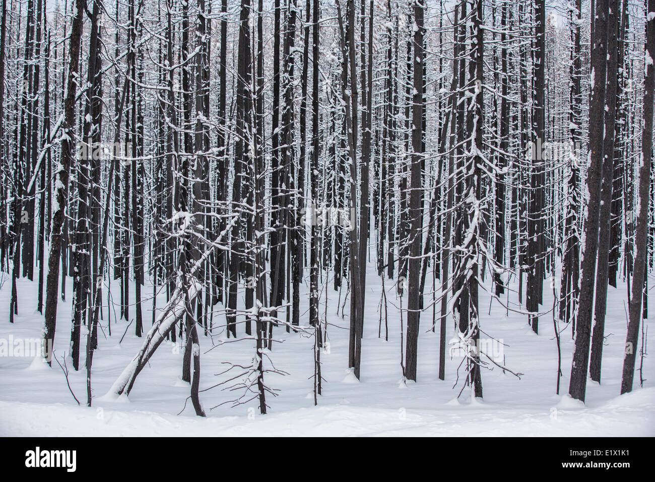 An old forest fire burn covered in snow near faro hi-res stock ...