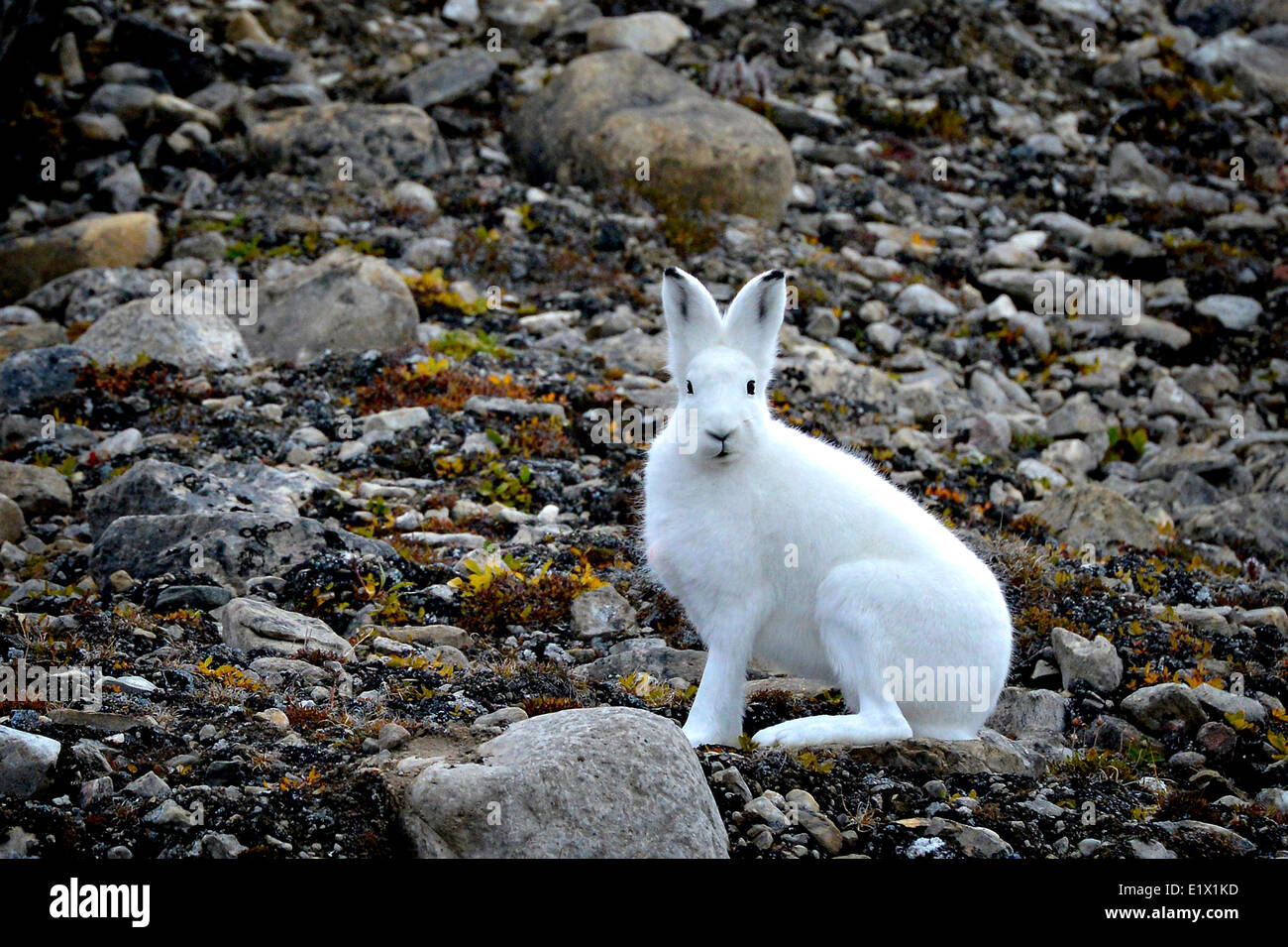Arcticus High Resolution Stock Photography and Images - Alamy