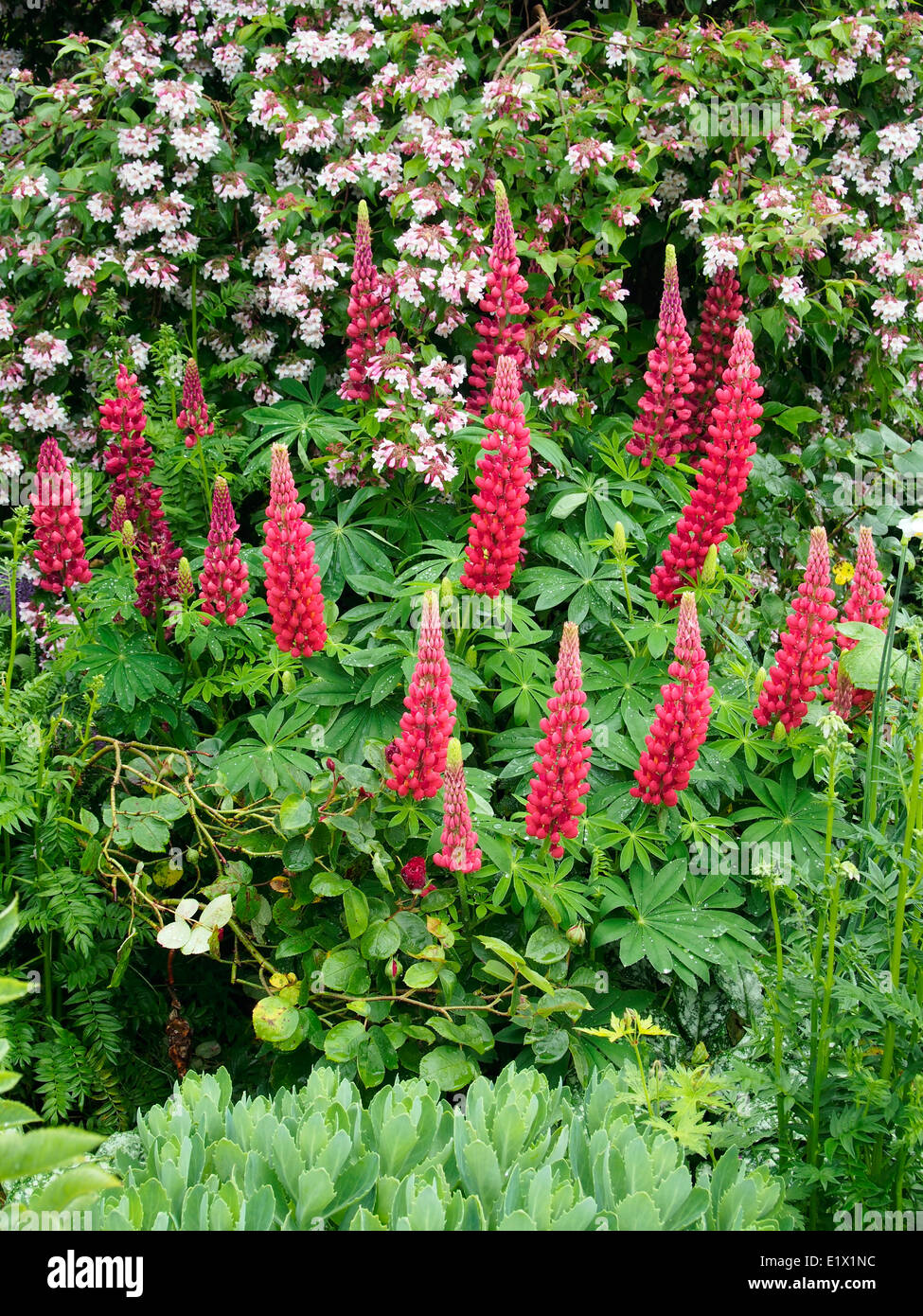 A fine display of lupins (Lupinus) growing well in an English country ...