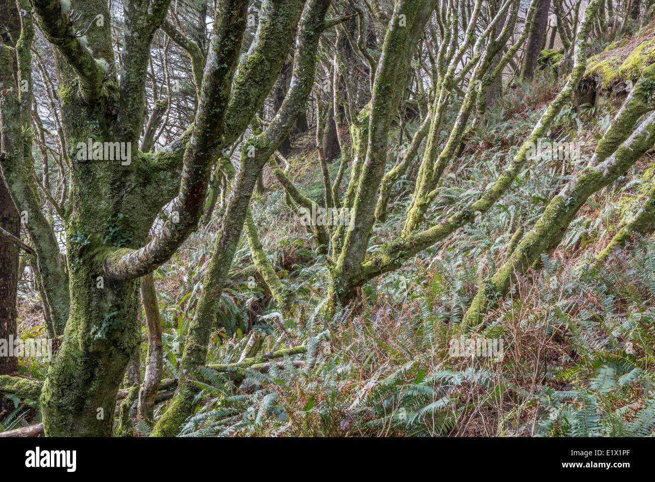 Trees and foliage in Pacific Rim National Park, Vancouver Island ...