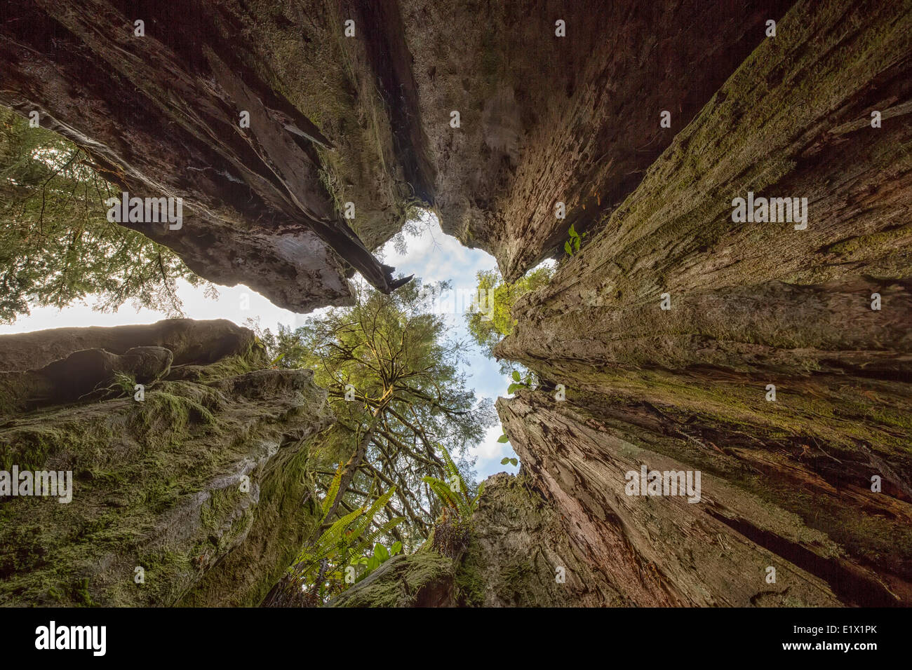 Looking up through a dead tree stump on the Rain Forest trail in ...
