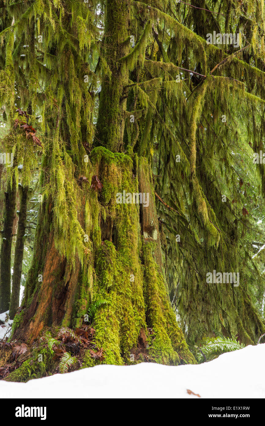 Trees and foliage in Rosewall Provincial Park, Vancouver Island ...