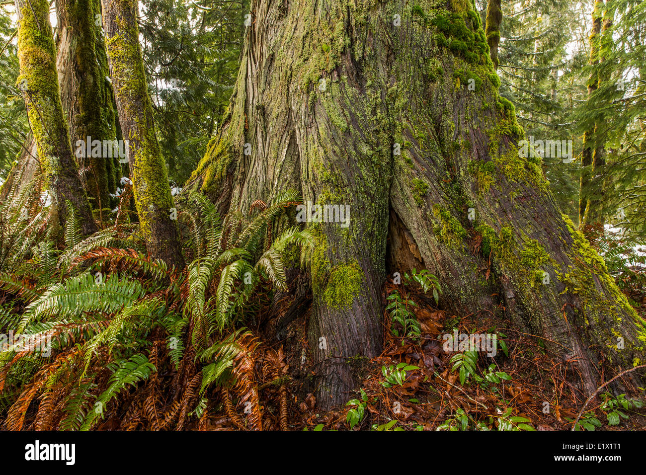 Trees and foliage in Rosewall Provincial Park, Vancouver Island ...