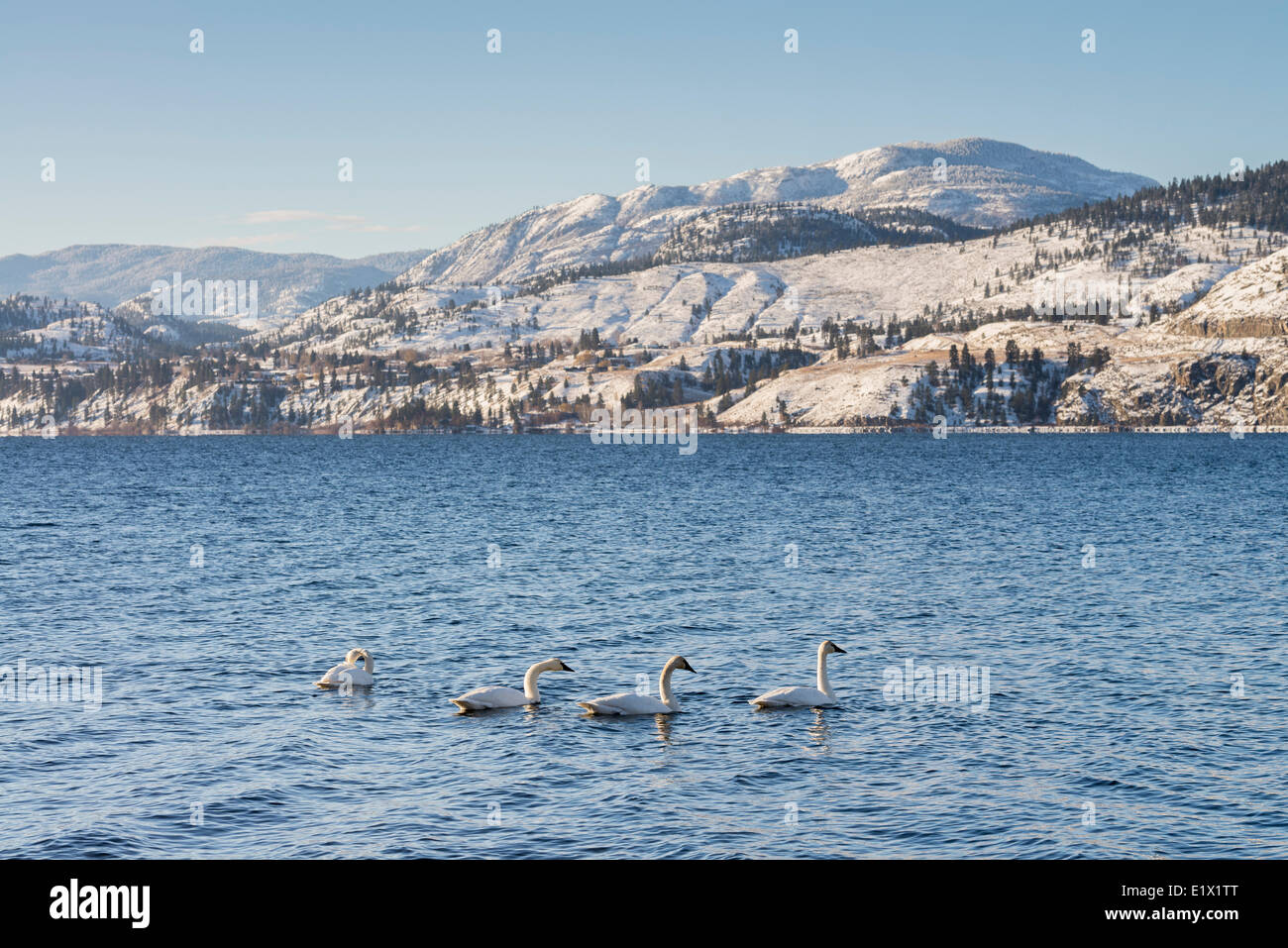 Four trumpeter swans hi-res stock photography and images - Alamy