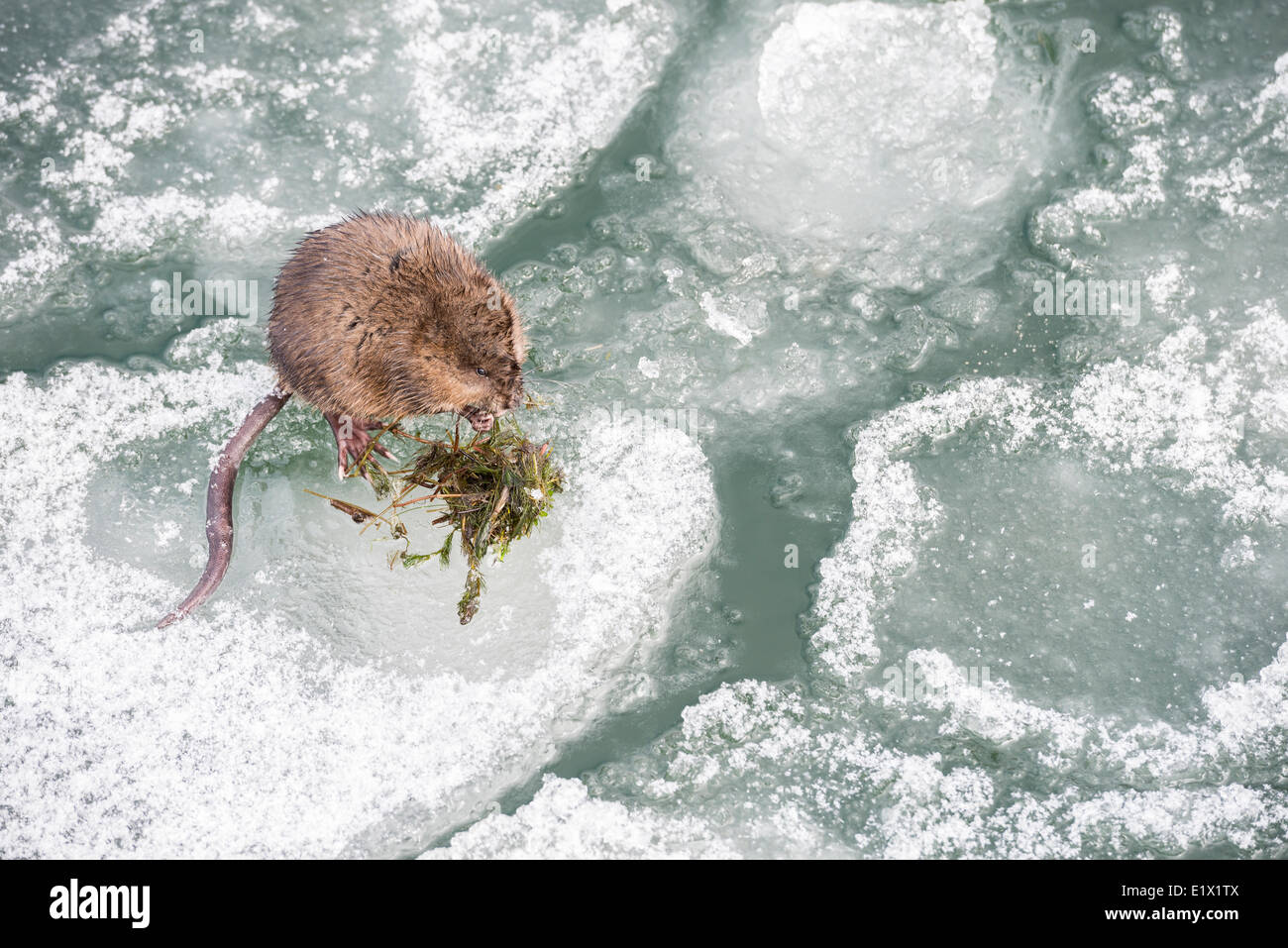 Muskrat hi-res stock photography and images - Alamy