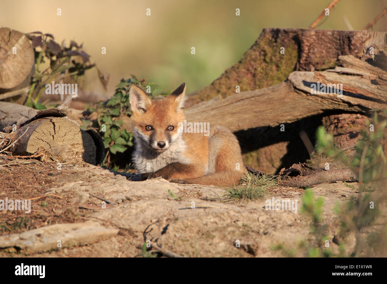Young red fox cub hi-res stock photography and images - Alamy