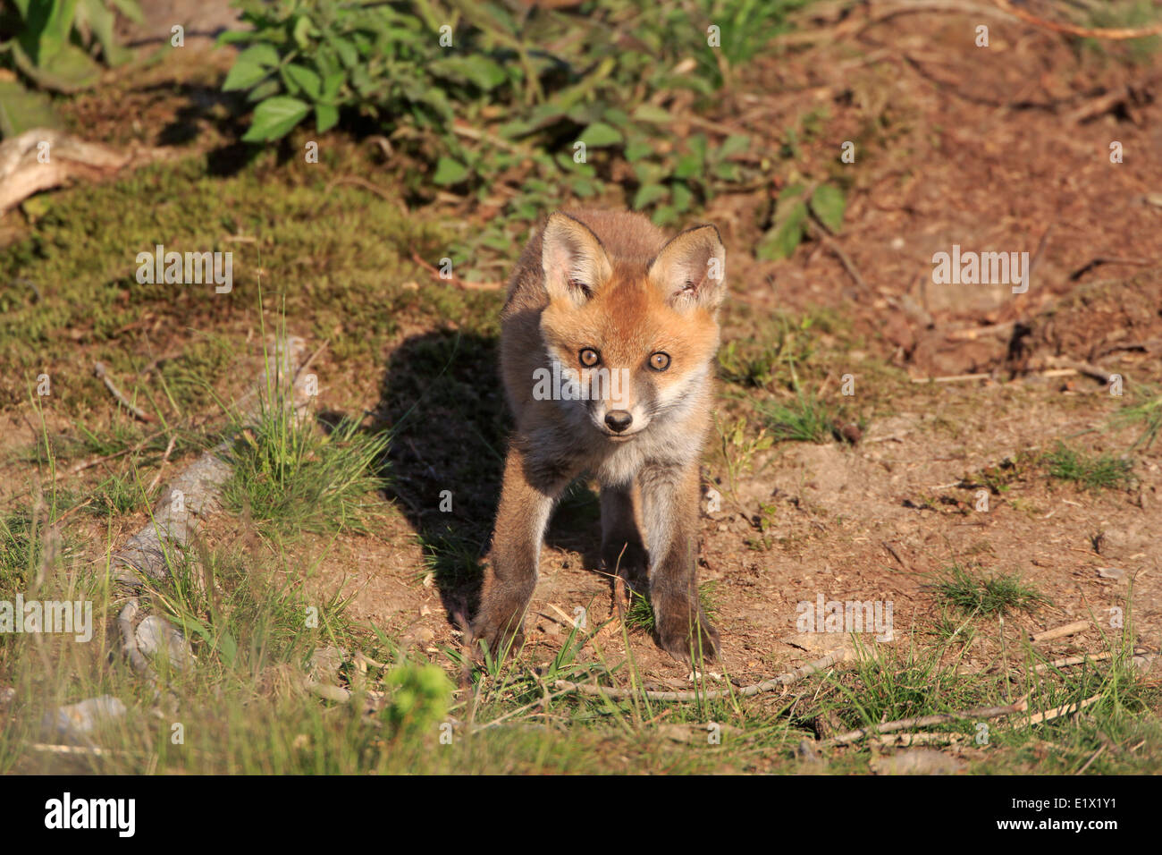 Wild Red Fox Den High Resolution Stock Photography and Images - Alamy