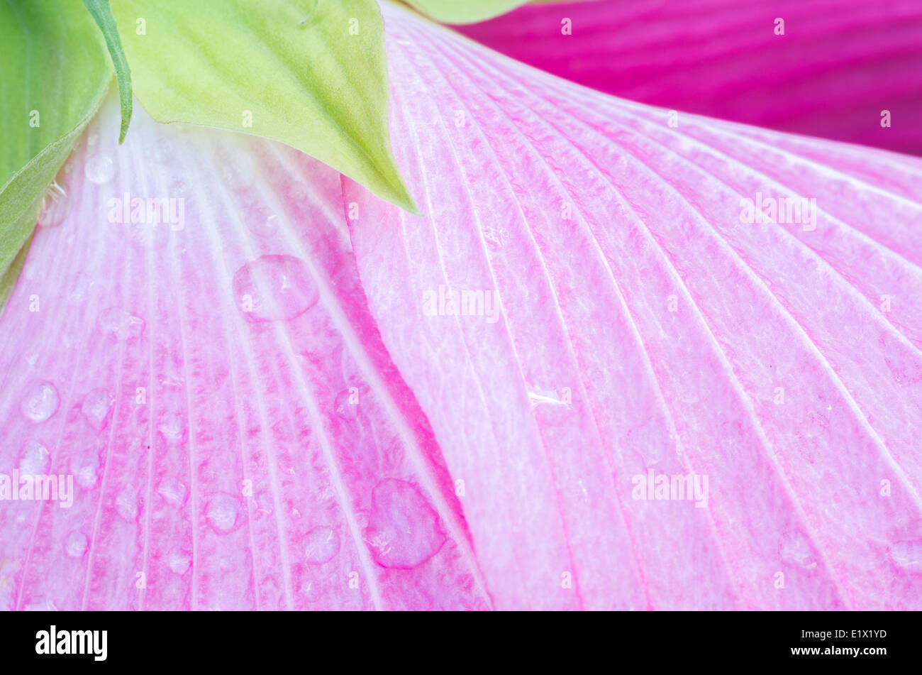 Wet petals hi-res stock photography and images - Alamy