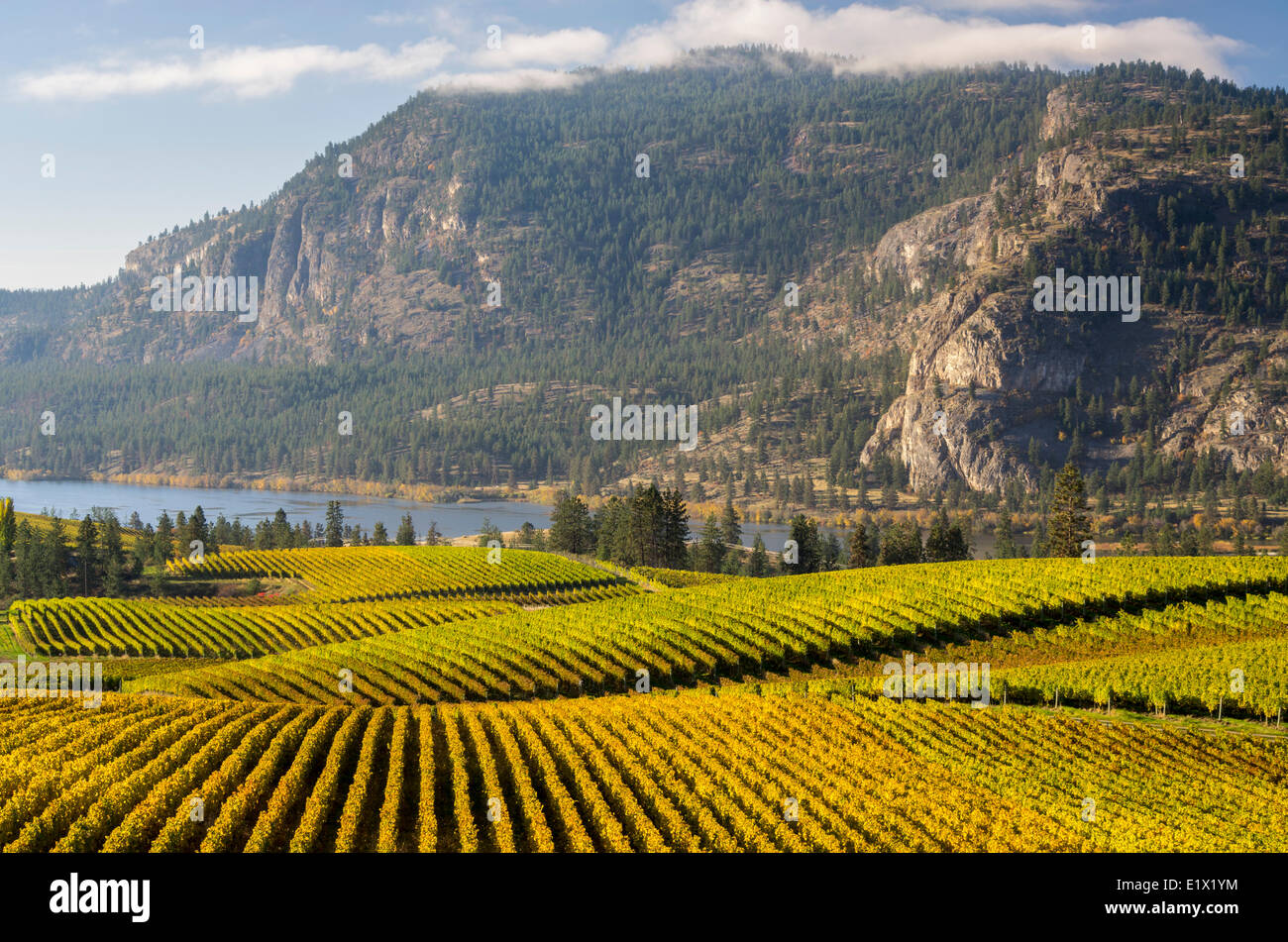 Vineyards in the fall with Okanagan River in background, Okanagan ...
