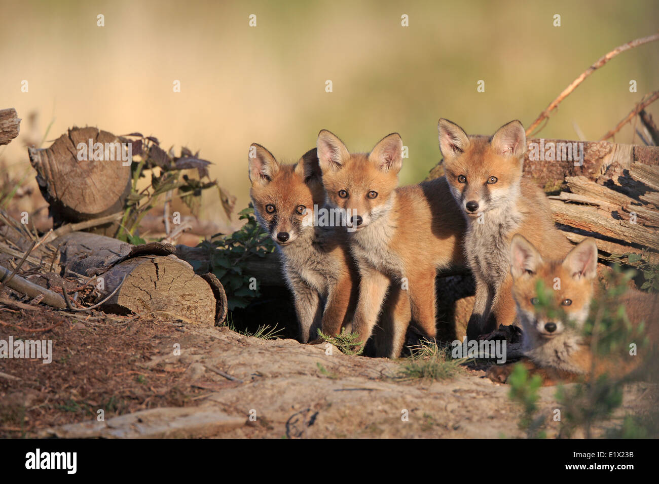 The fox four hi-res stock photography and images - Alamy