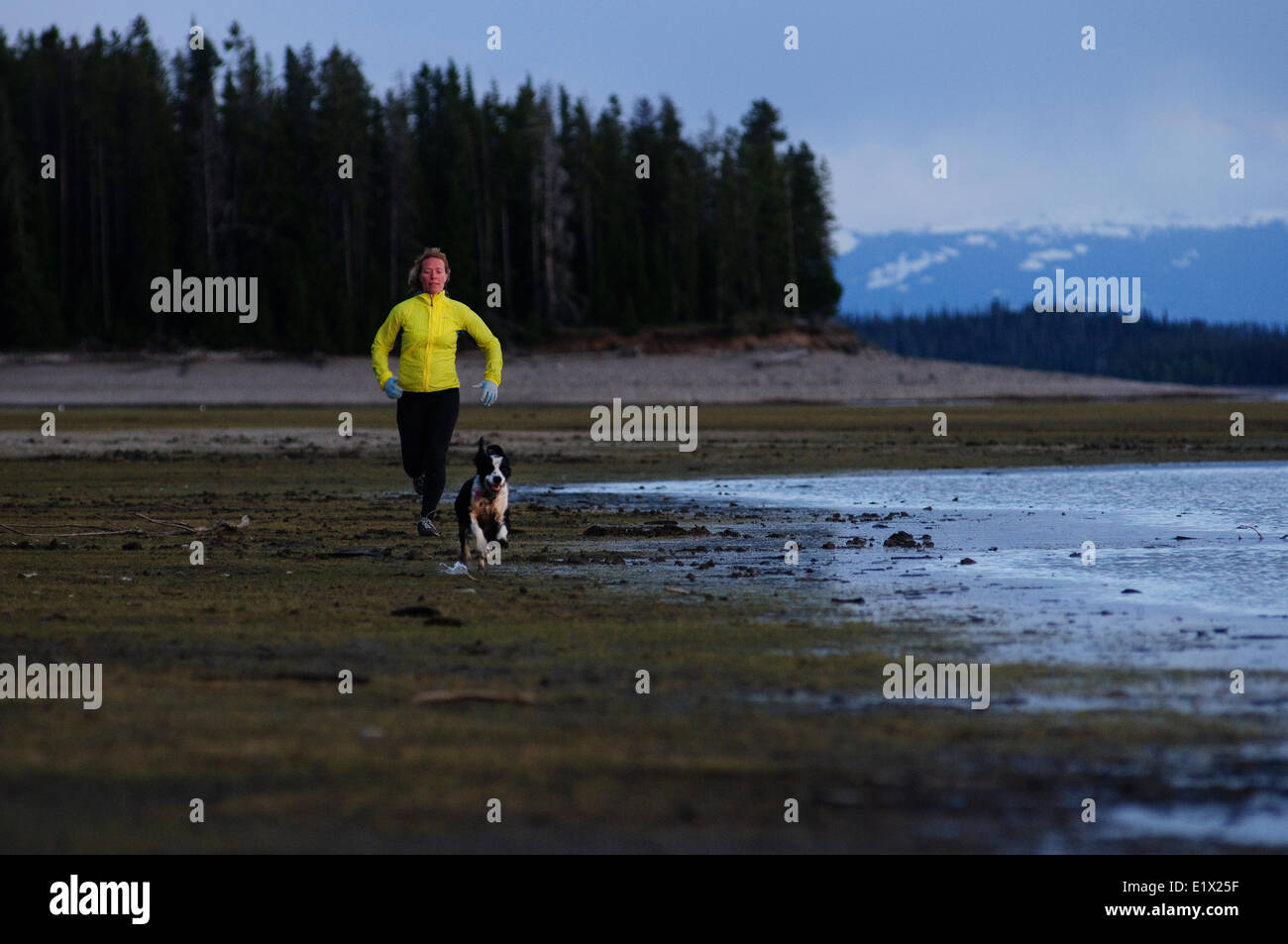 Woman trail running along the shores of Jackson Lake, Grand Teton ...