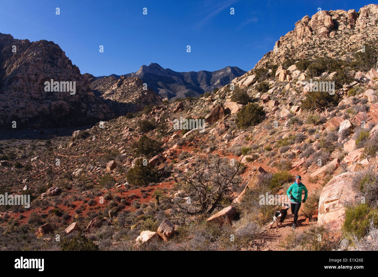 Woman trail running in red rock canyon las vegas hi-res stock ...