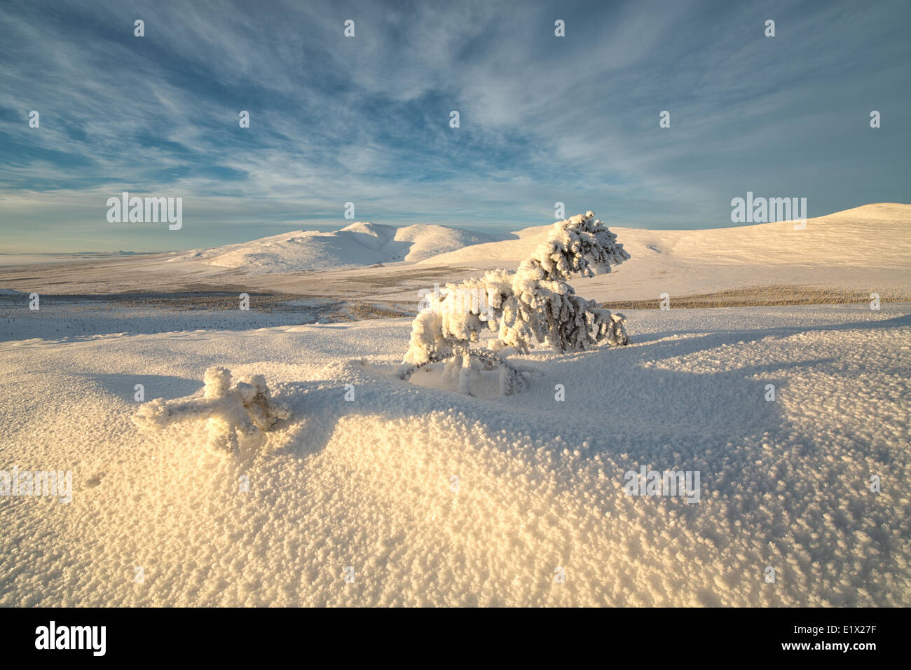 Late afternoon sun shines on the snow covered tundra on the mountaiins ...