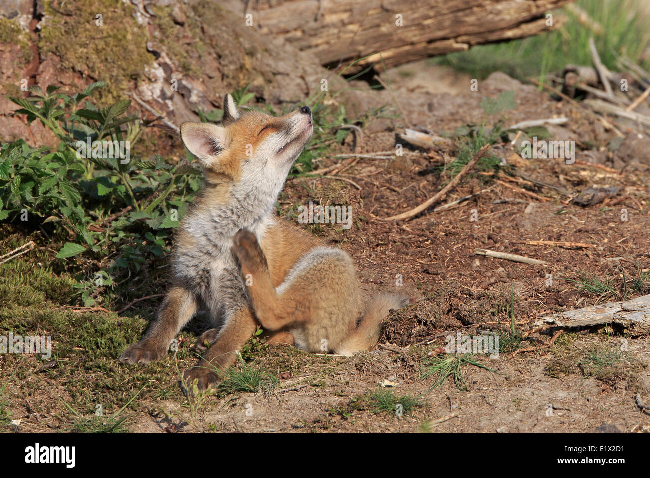 Wild Red Fox Cub scratching Stock Photo - Alamy