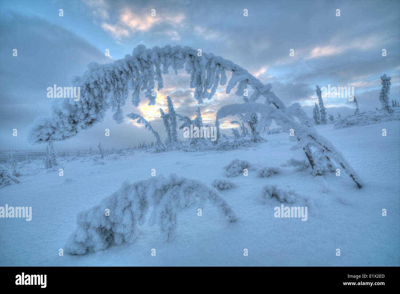 Snow laden trees bend under the weight on the slopes of Crow Mountain ...