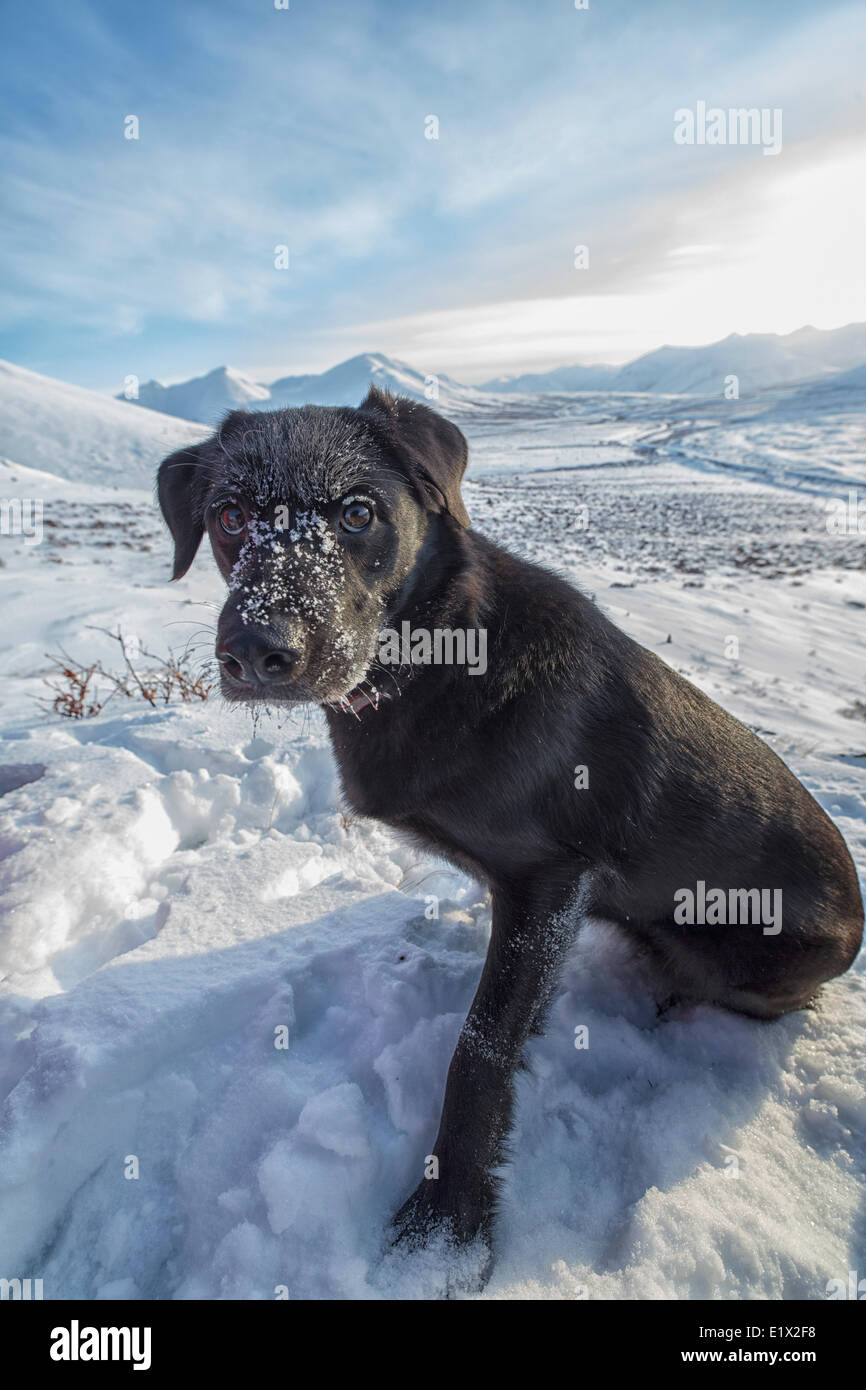 Dog at the top of a mountain hi-res stock photography and images - Alamy