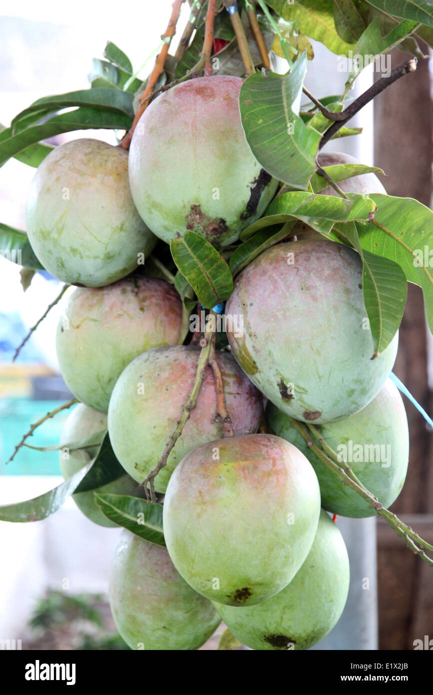Raw green mangoes in the fruit market for the background Stock Photo ...
