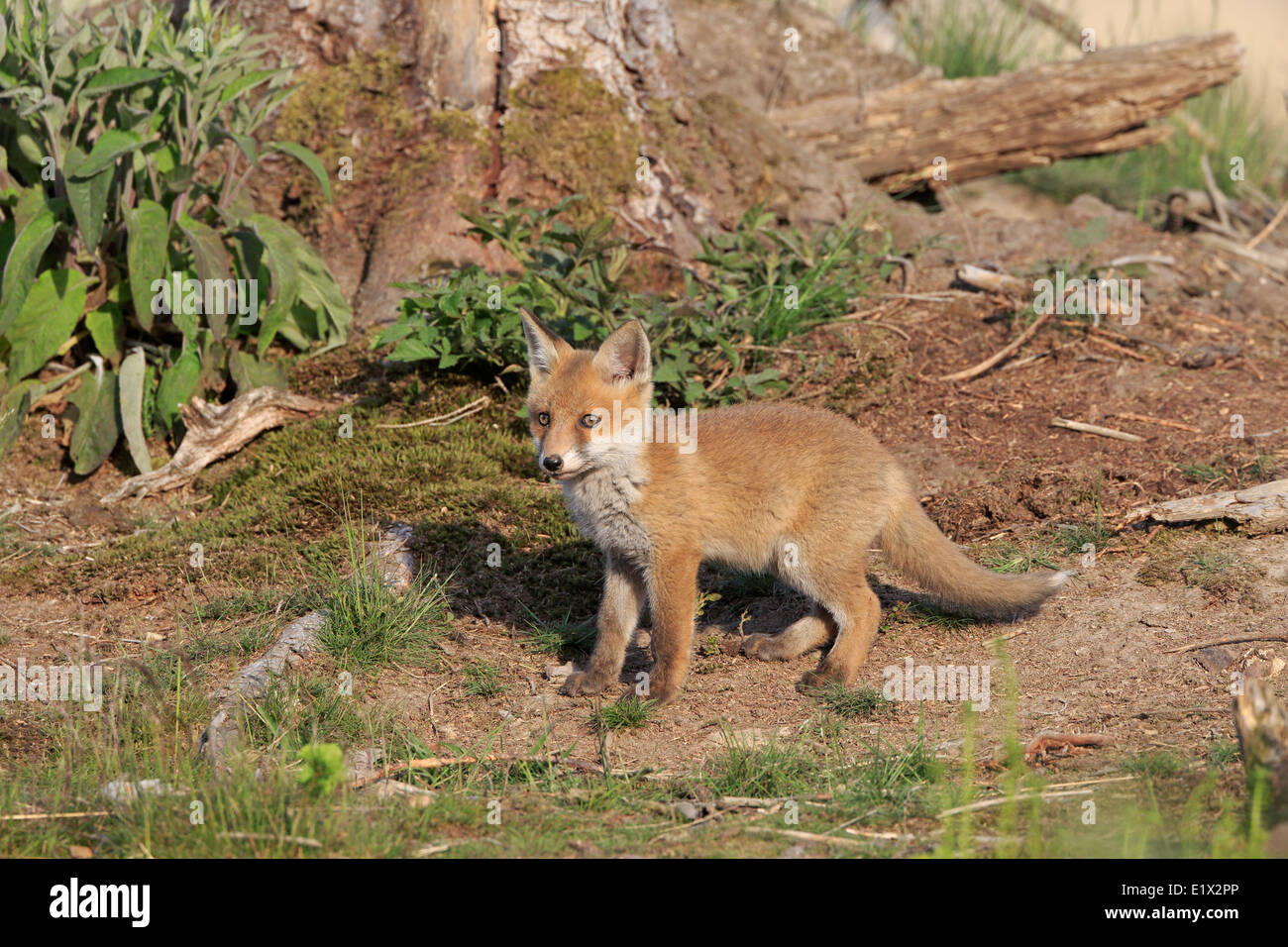 Wild cub hi-res stock photography and images - Alamy