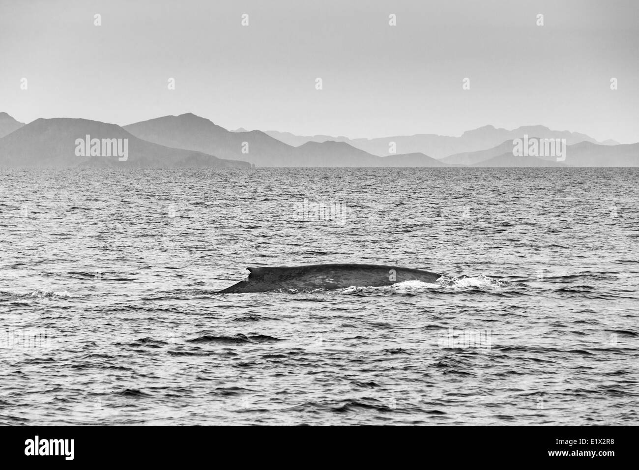 Whale dorsal fin hi-res stock photography and images - Alamy
