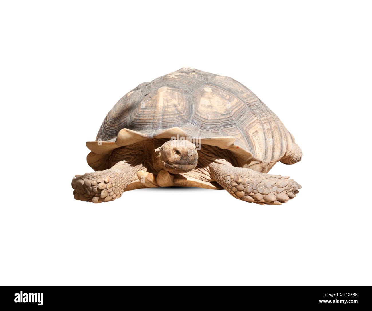 A turtle isolated on a white background Stock Photo - Alamy