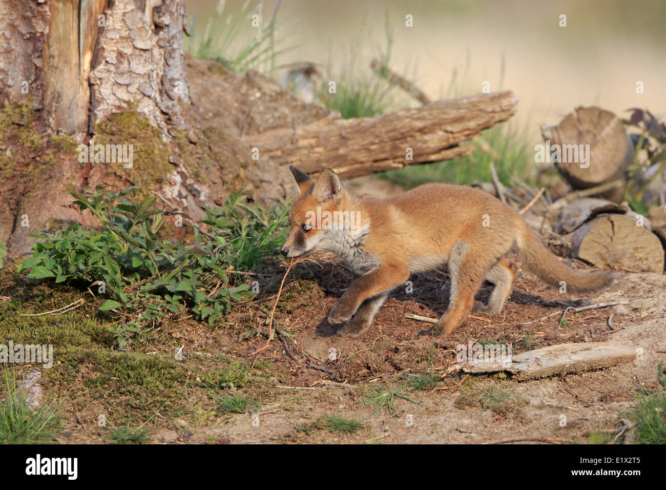 Young Red Fox Cub playing with a stick Stock Photo - Alamy