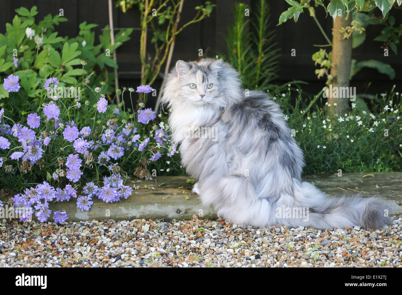 Ragdoll persian cat hi-res stock photography and images - Alamy