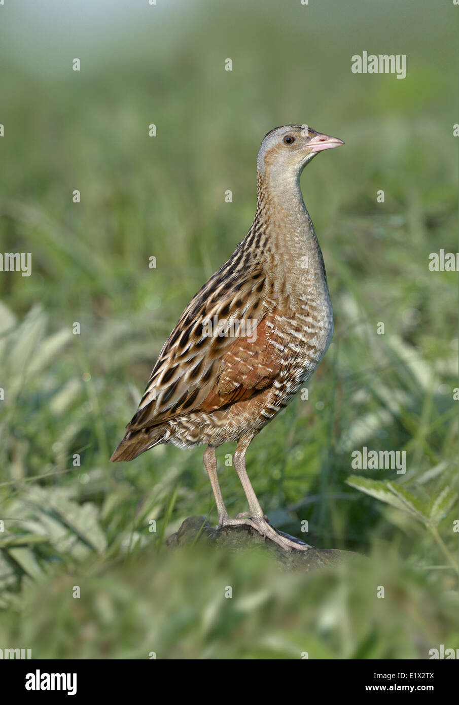 Crake hi-res stock photography and images - Alamy