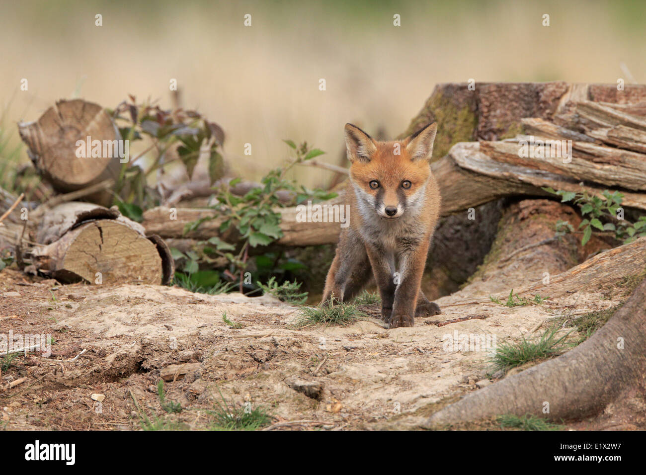 Fox earth hi-res stock photography and images - Alamy