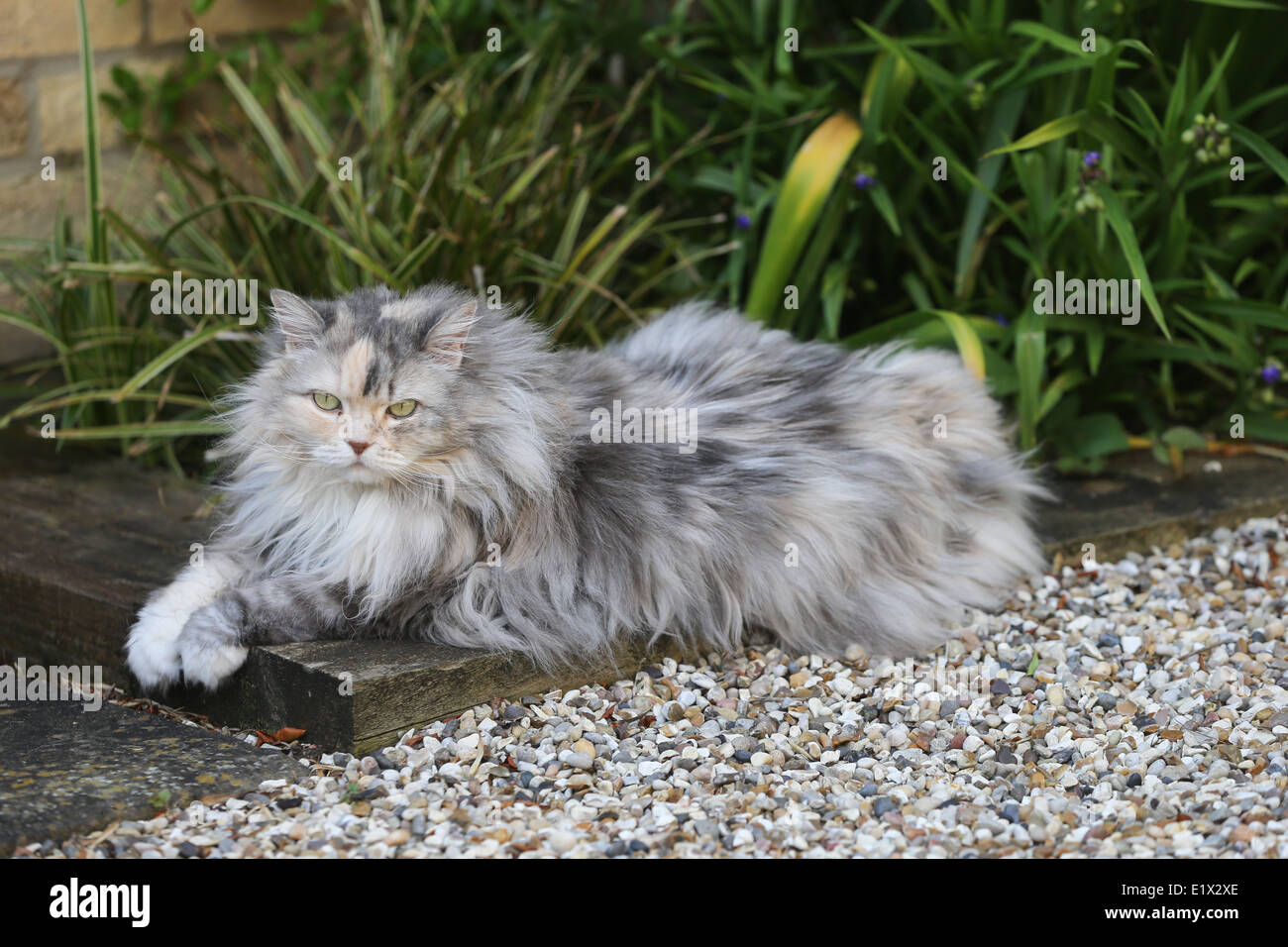 Ragdoll persian cat hi-res stock photography and images - Alamy