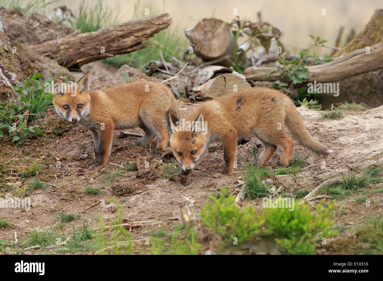 Two Fox Cubs by the entrance to their earth Stock Photo - Alamy