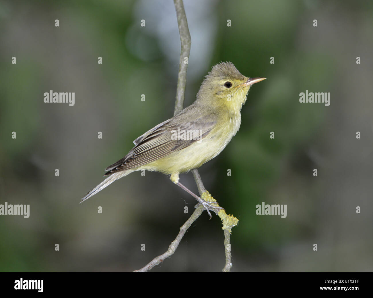 Icterina hi-res stock photography and images - Alamy