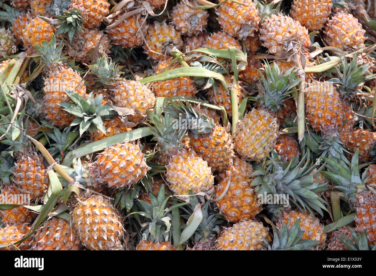 stack of many ripe pineapple in the fruit market for background Stock ...