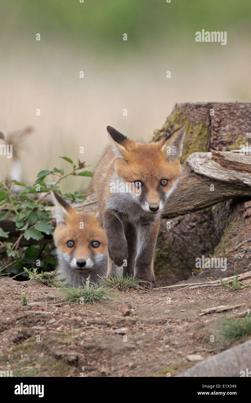 Red fox cubs hi-res stock photography and images - Alamy