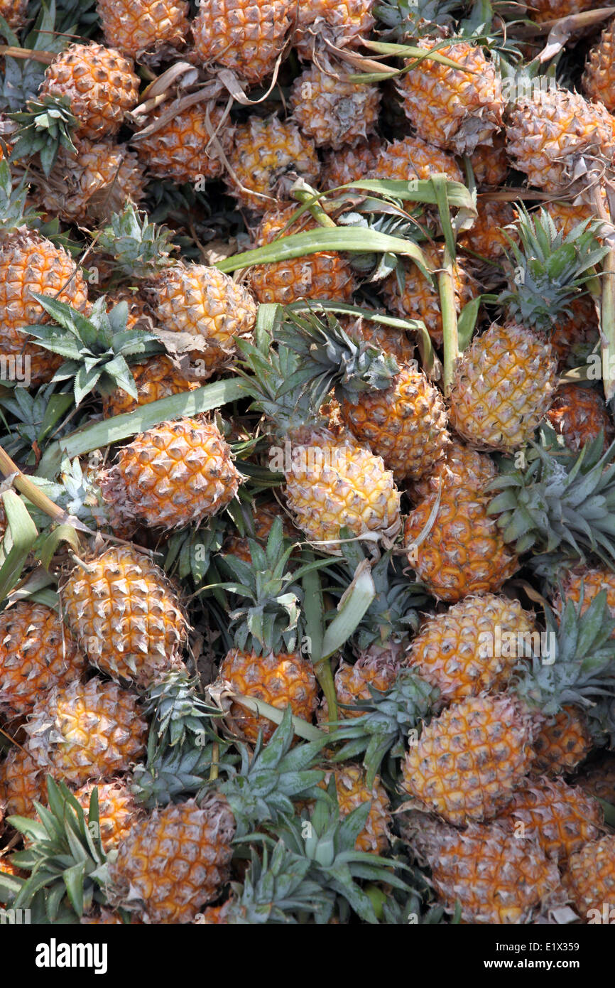 stack of many ripe pineapple in the fruit market for background Stock ...