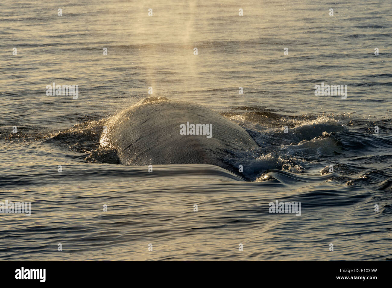 Baja whale sunset hi-res stock photography and images - Alamy