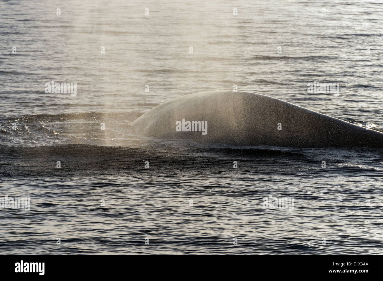Blue whale diving with the sunset catching the mist from its breath ...