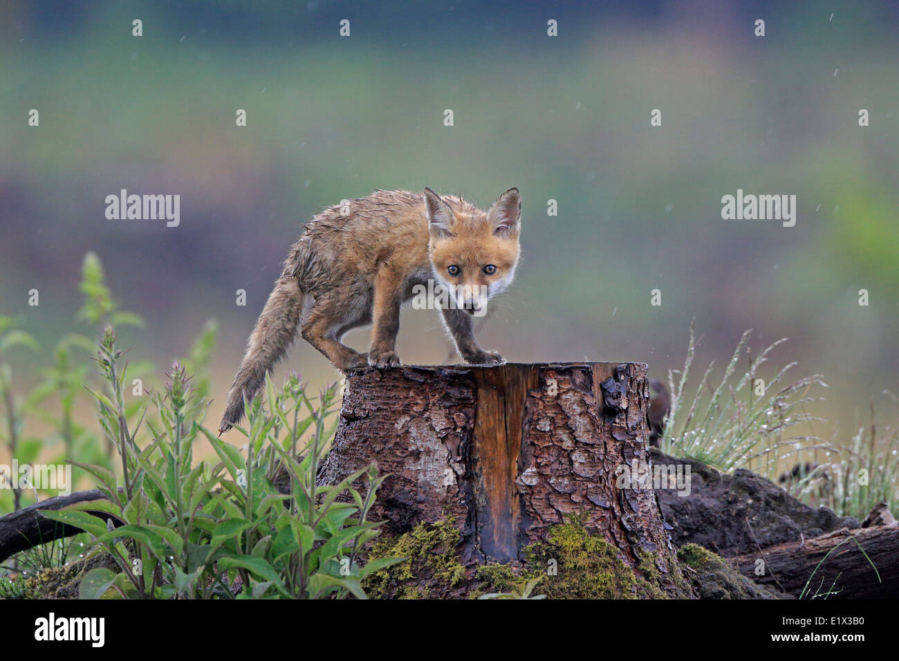 Fox in the rain hi-res stock photography and images - Alamy