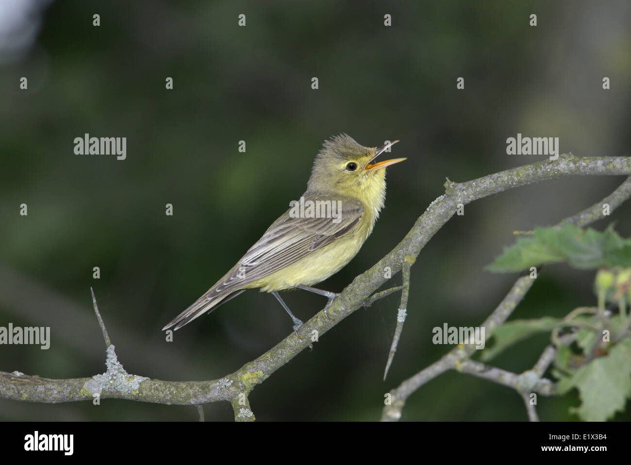 Icterine Warbler - Hippolais icterina Stock Photo - Alamy