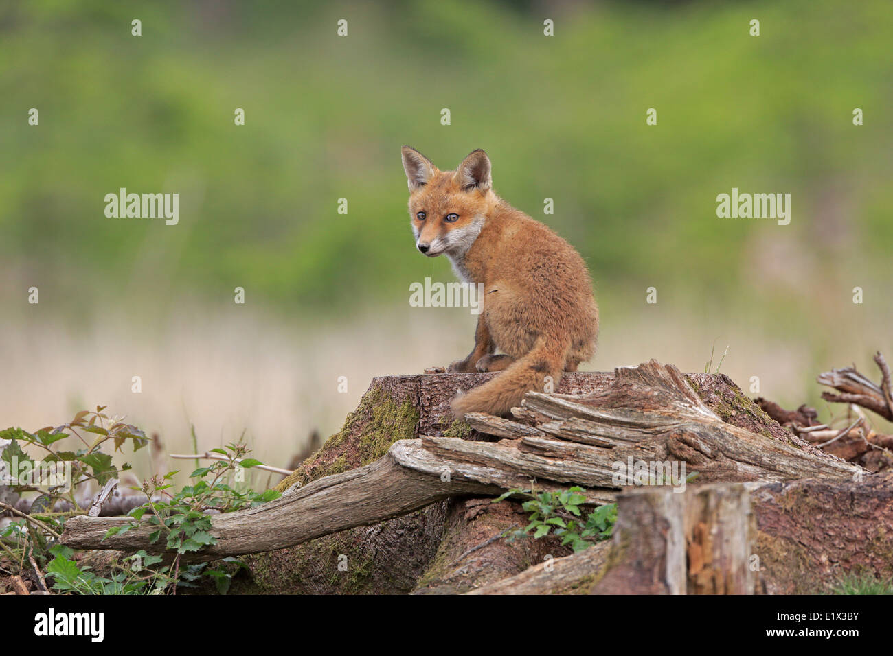 Red Fox Cub sat on a cut tree stump Stock Photo - Alamy