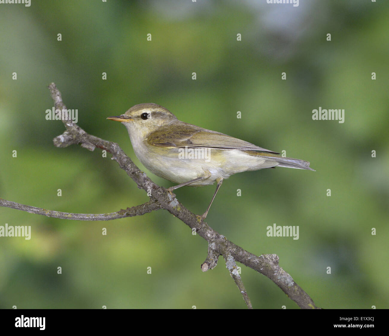 Greenish Warbler - Phylloscopus trochiloides Stock Photo - Alamy