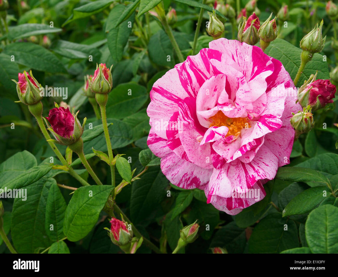 Flower and buds of the antique rose Rosa Gallica Versicolour, striking ...