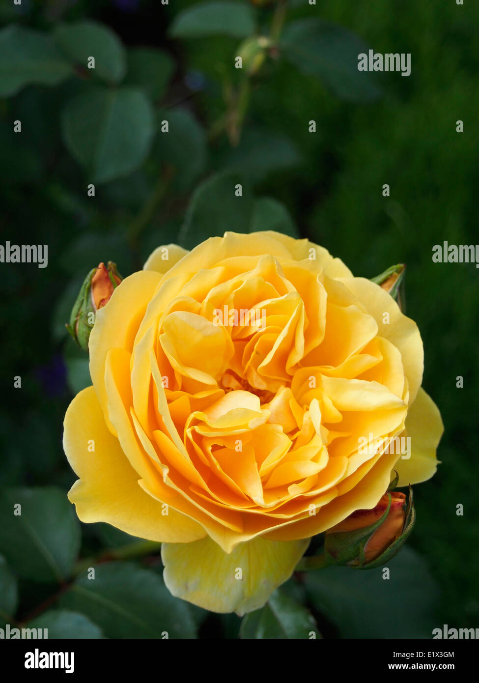 Possibly best known of all the English Roses and one of the most ...