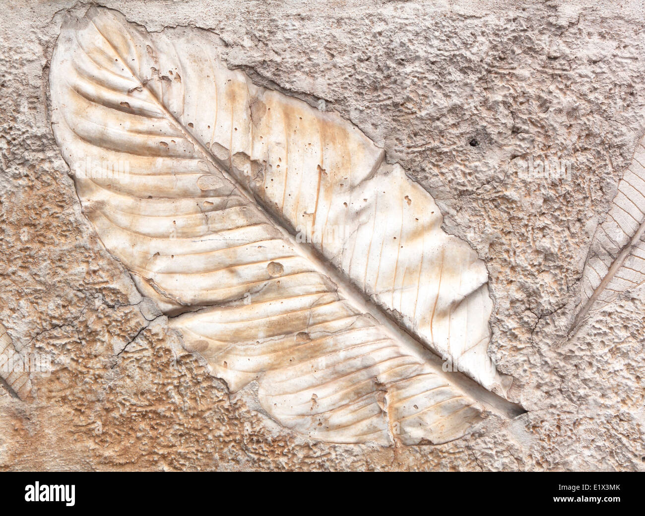 marks of leaf on the concrete pavement Stock Photo - Alamy
