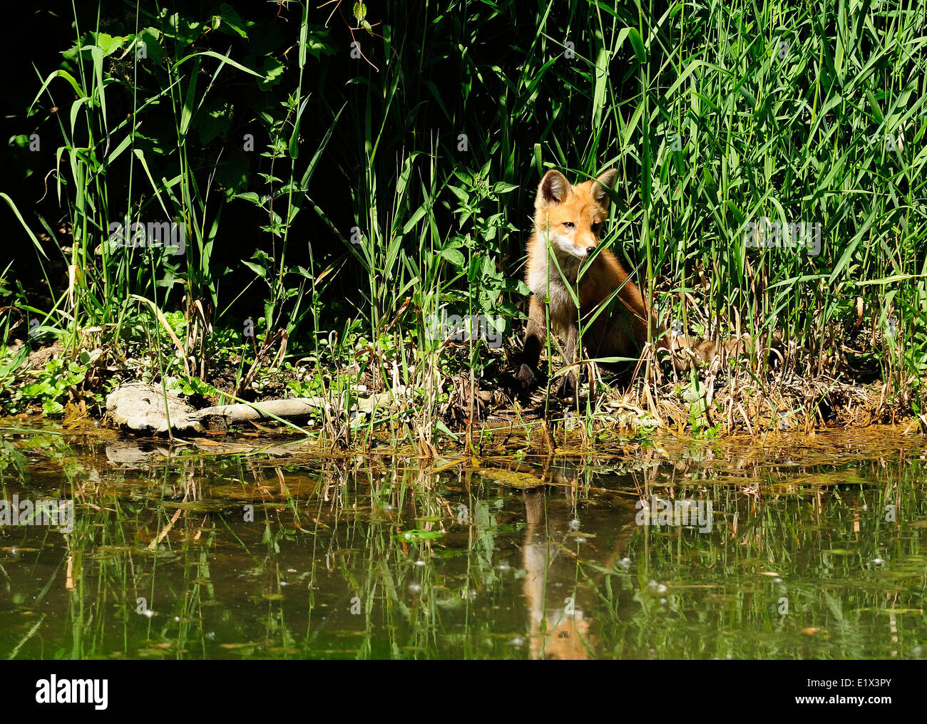 Red Fox kit or baby playing/drinking outside of den. (Vulpes vulpes ...