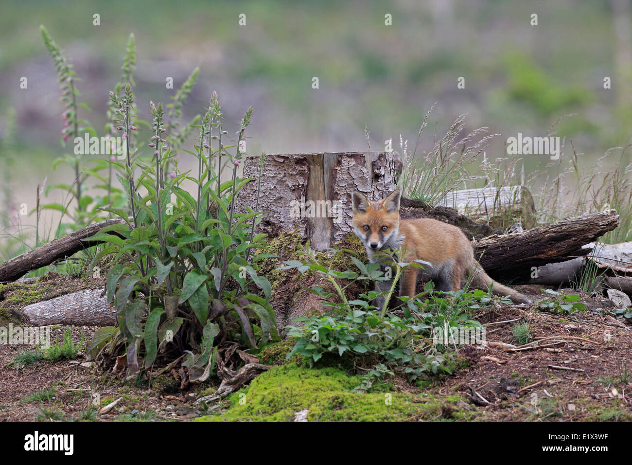 Red Fox Cub with foxgloves Stock Photo - Alamy