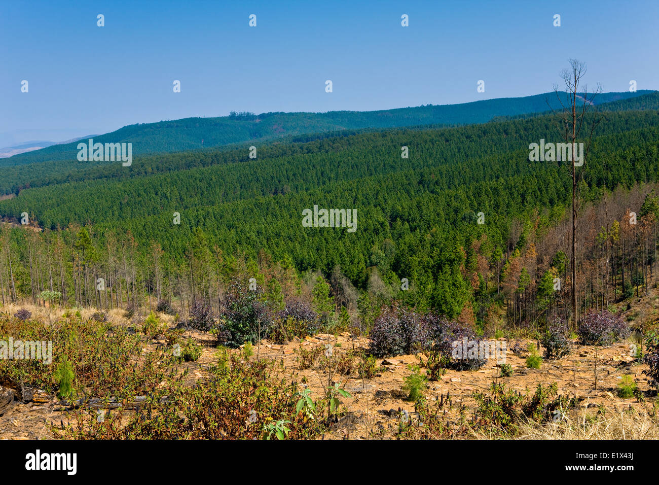 Africa forest agriculture hi-res stock photography and images - Alamy